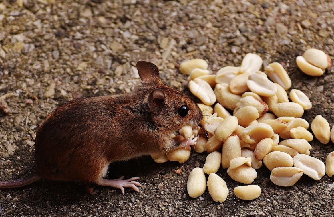 Mouse Head Found In Chinese Canteen Lunch Boxes For The Second Time ...