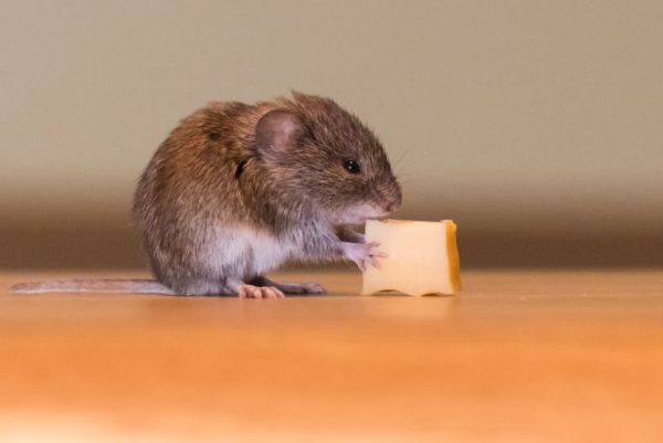 Mouse Head Found In Chinese Canteen Lunch Boxes For The Second Time ...
