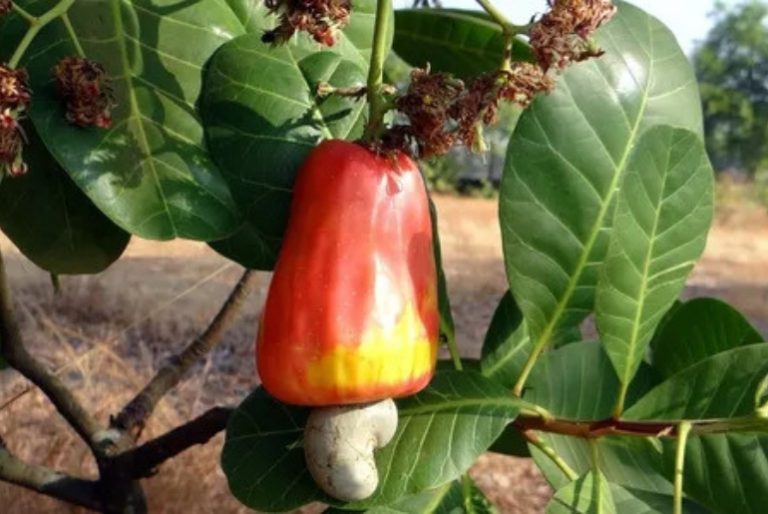 A Farm-To-Bottle Produced Spiced Feni, Ouro Is Goa Heritage Distillery ...