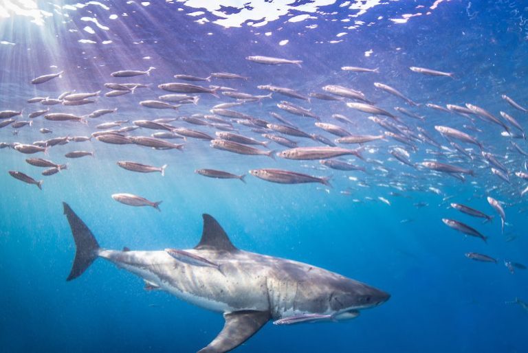 Worried About Shark Risks On Beaches In UAE? According To Experts ...
