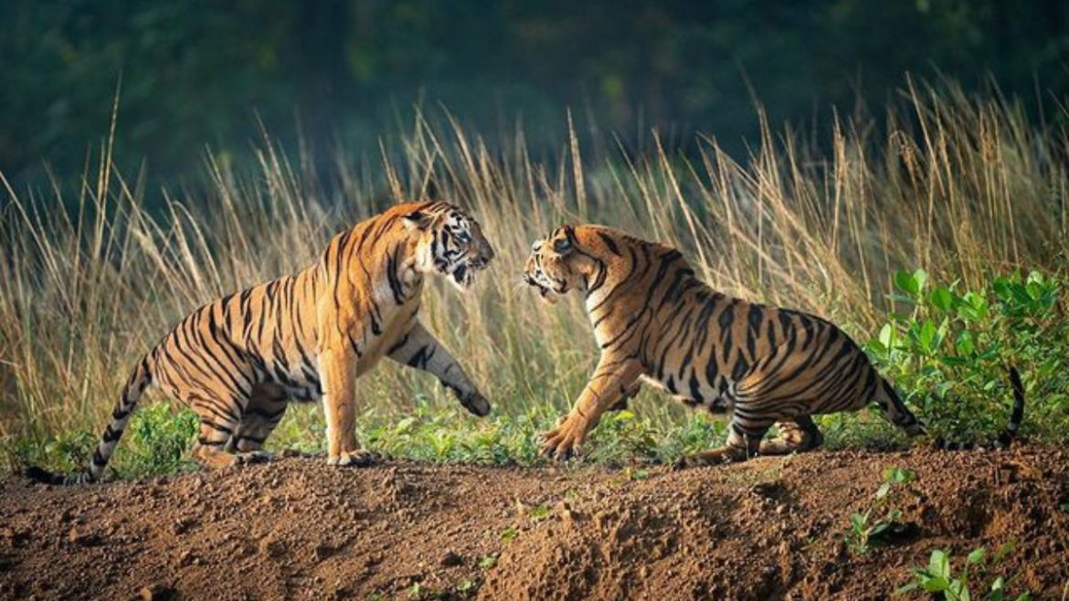Meet The Tigers Of India! These Photos Of Majestic Big Cats In Their ...