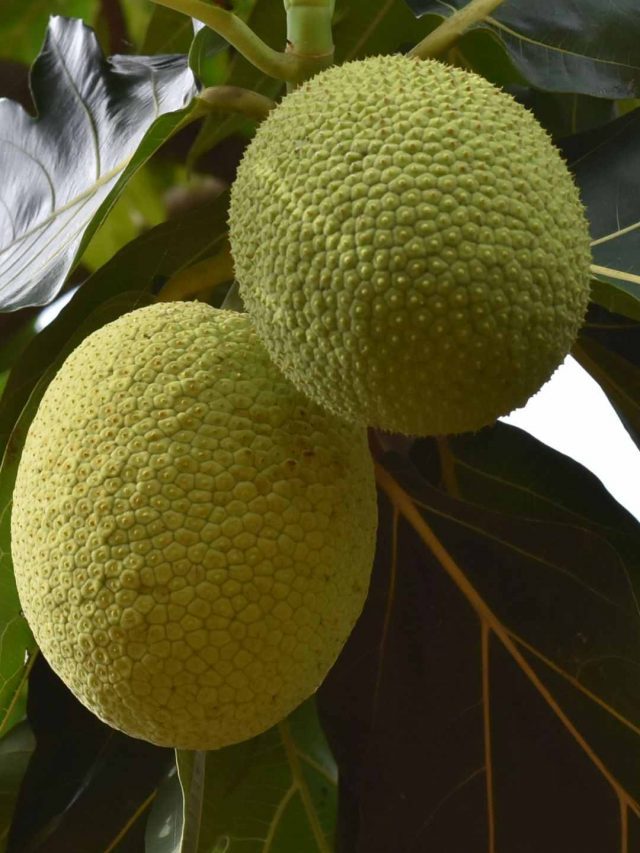 What Is Breadfruit? Know 7 Health Benefits Of This Konkan Fruit