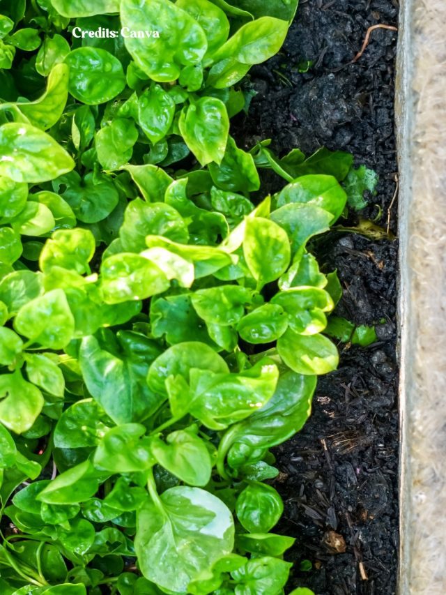 8 Underrated Leafy Greens To Add To Your Salads