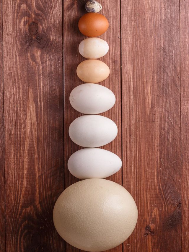 8 Unusual Animals Whose Eggs We Consume