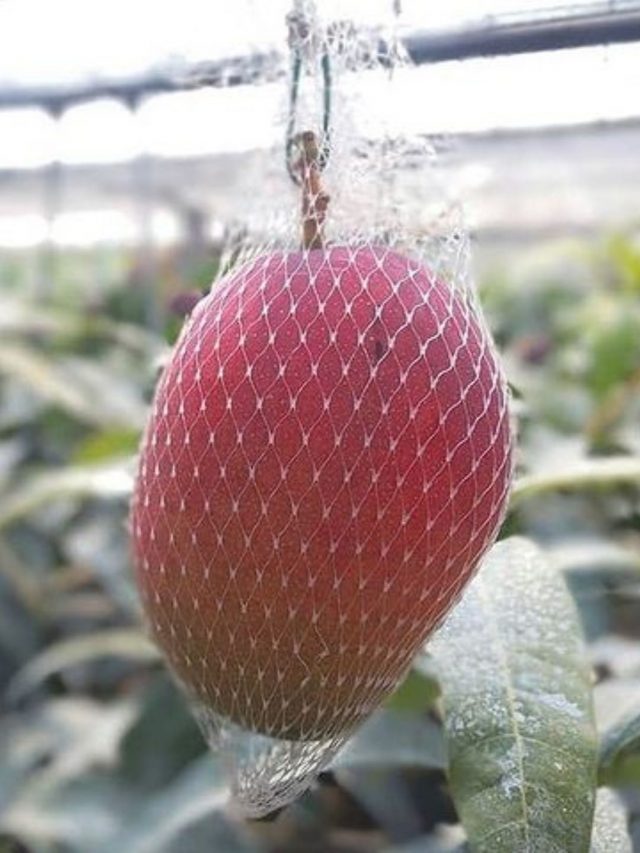 World's Most Expensive Miyazaki Mangoes Are Now Being Grown In Tripura!