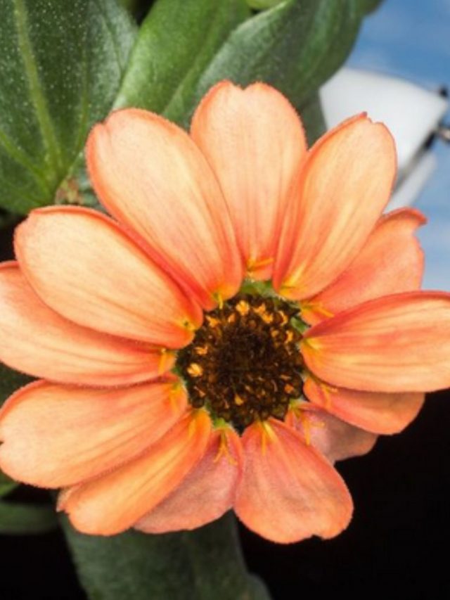 NASA Shares Pic Of Zinnia, The Space Flower! Here Are Its 5 Facts!