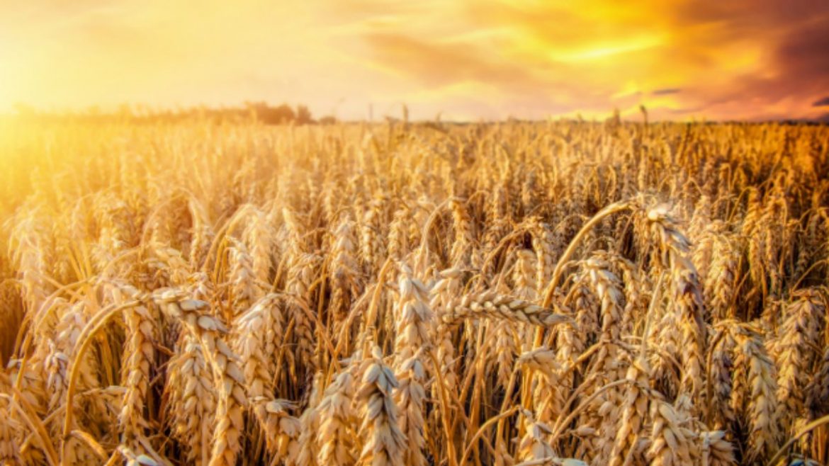 Record-Breaking Global Warming Is Threatening Wheat Crops; Global Food ...