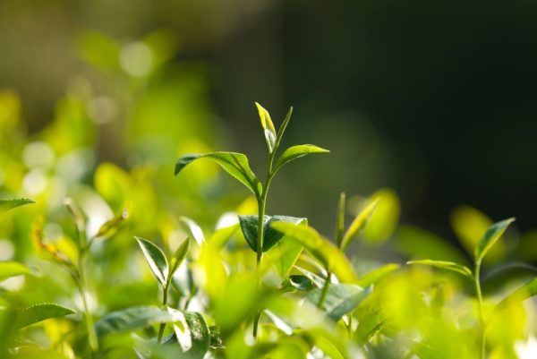 Kangra's Prized Oolong Tea: Taste The Essence Of The Valley In Every Cup!