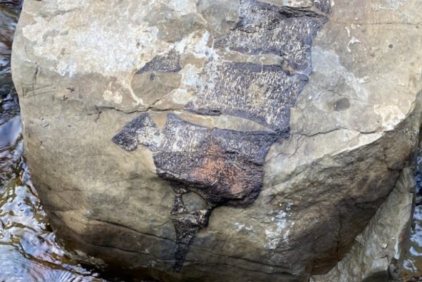 The Deadly Cyclone, Gabrielle, Unearthered 80 Million Years Old 'Sea ...