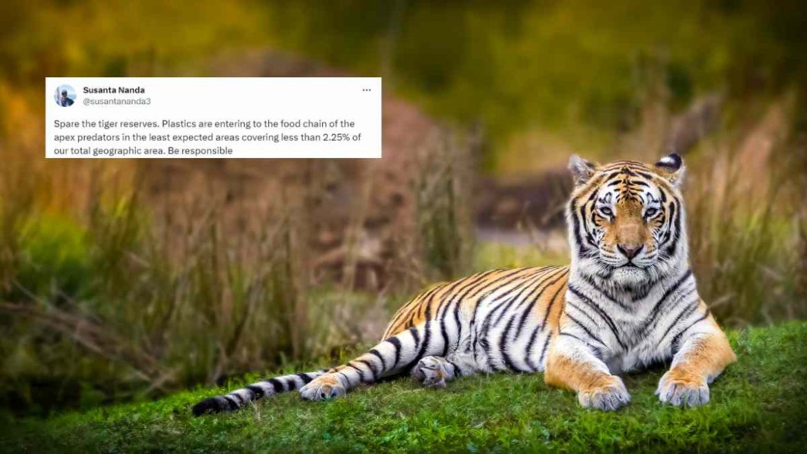Plastic Pollution On The Rise, Tiger Spotted Inspecting Plastic Waste ...