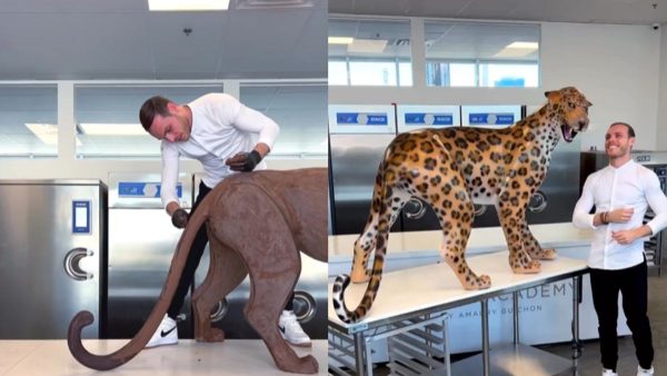 In 4 Days, Chef Makes A Life-Sized Chocolate Leopard With 100 Tonnes Of ...