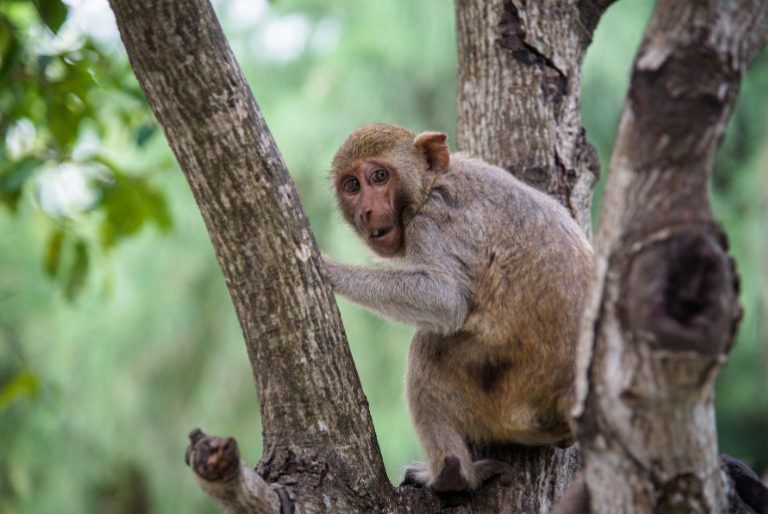 Monkey In UP Snatches Man's Bag With ₹1 Lakh In It; Has A 'Feeling Rich ...
