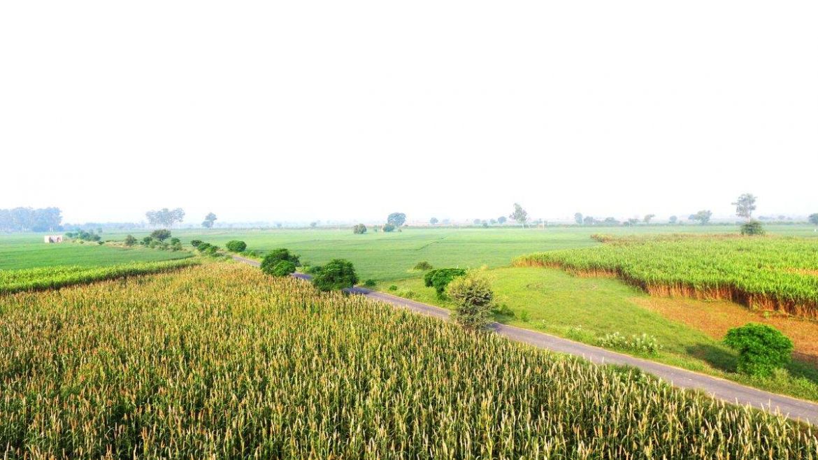 Monsoon Season Impacts Rice Sowing This Kharif Season In India. Millets ...