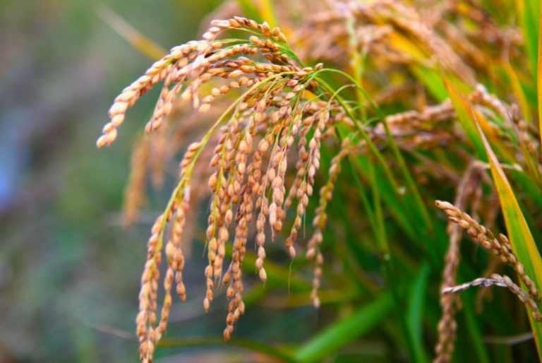 Monsoon Season Impacts Rice Sowing This Kharif Season In India. Millets ...