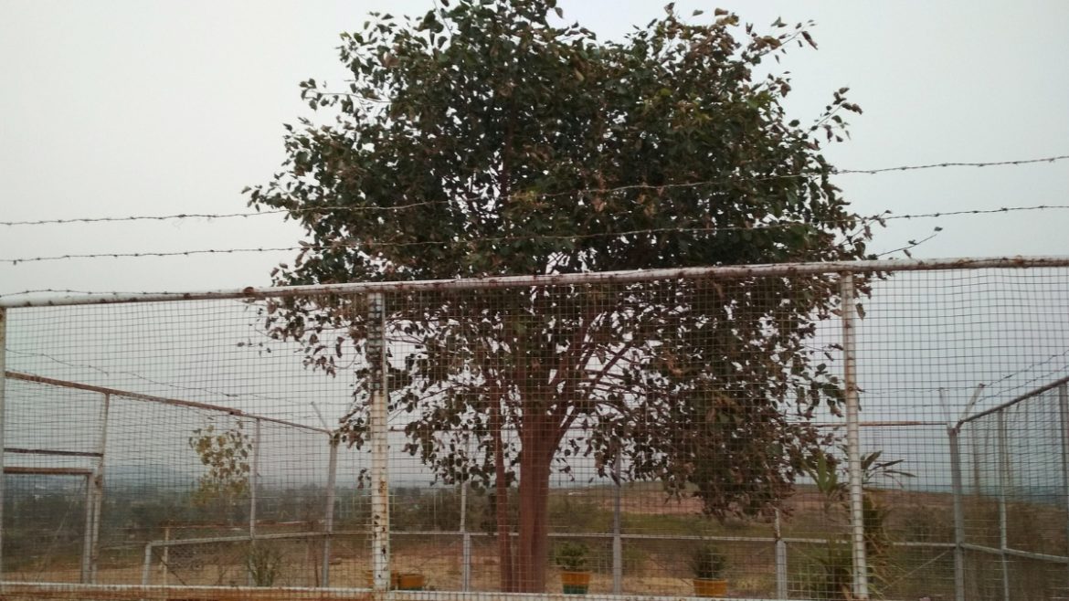 There's A Rare And VVIP Tree In Madhya Pradesh And A Whopping ₹12L Is ...