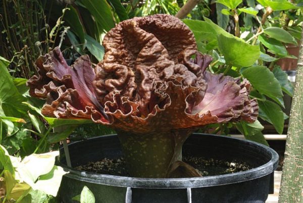 Corpse Flower At Seattle's Amazon Spheres Attracts Attention; Long ...