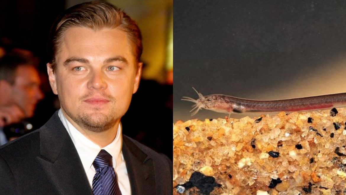 What Is Pathala Eel Loach Fish That Leonardo DiCaprio Shared On His ...