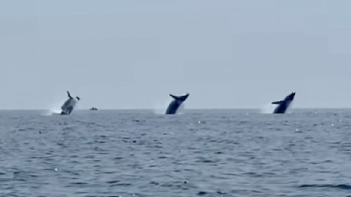 Watch: Three Whales Leap In Sync; Epic Moment Caught On Cam