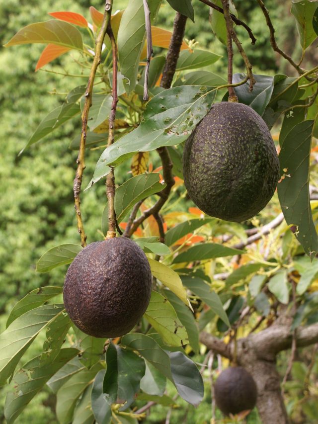 8 Avocado Facts That Will Leave You Surprised