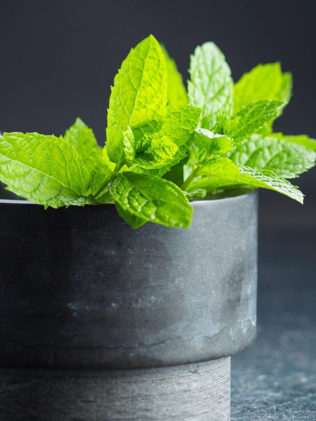8 Benefits Of Pudina (Mint) You Should Know Of!