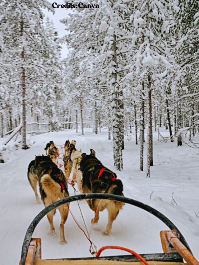 From Gondolas To Sleds, 8 Most Unusual Types Of Transportation Out ...