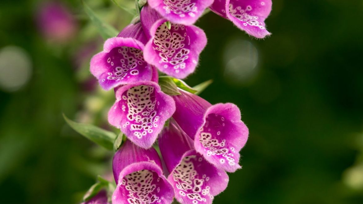 Foxglove, A Beautiful Bell-Shaped Flower, Blossoming In The Valleys Of ...