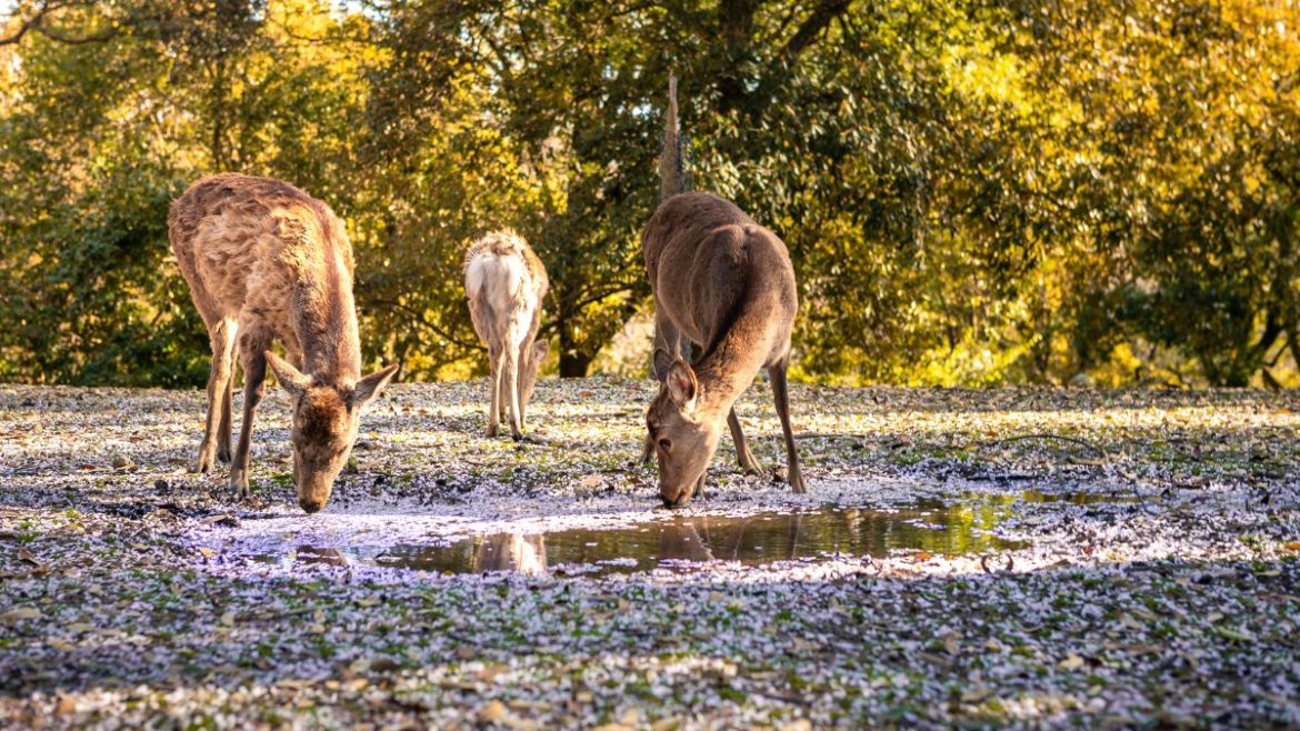 Oh Deer! In Japan's Nara, Rain Brings Deers And Humans Together ...