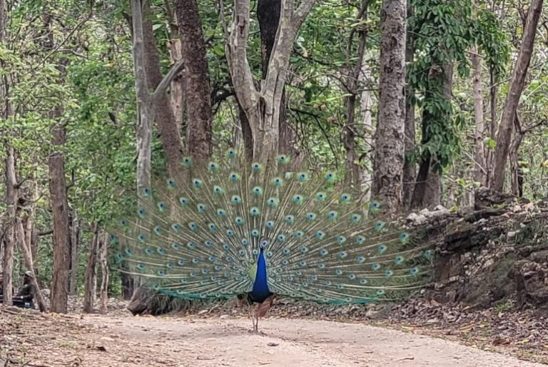 Peacock Spotted At 6,500 Feet In Uttarakhand; Is It A Sign of ...