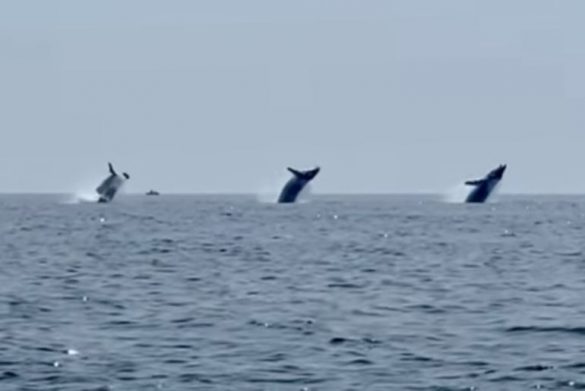 Watch: Three Whales Leap In Sync; Epic Moment Caught On Cam