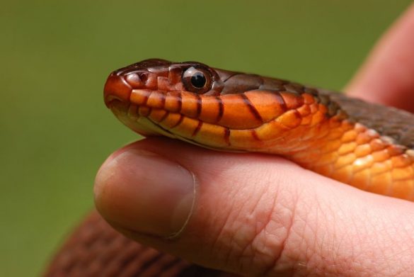 Woman Tries To Smuggle 5 Live Snakes In Her Top; Caught At China ...