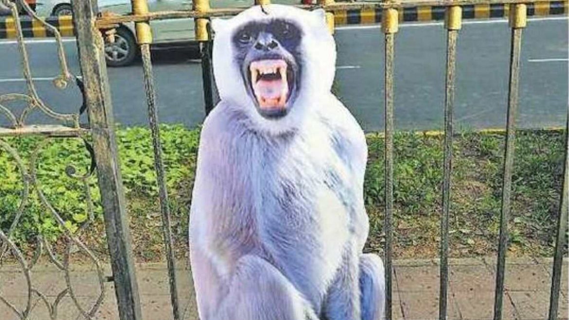 G20 Summit: Don't Be Surprised If You See Langur Cutouts In Delhi; It's ...