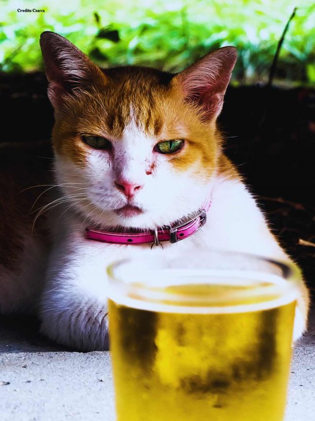 Did You Know Cats Help Brew Beer? Here's How!
