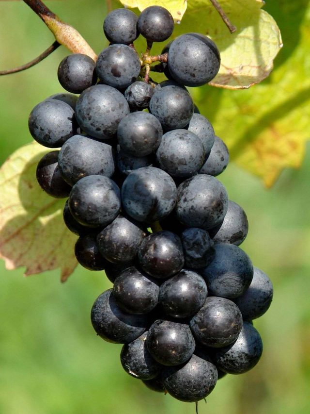 8 Facts About One Of The Oldest Grapes In The World, Pinot Noir