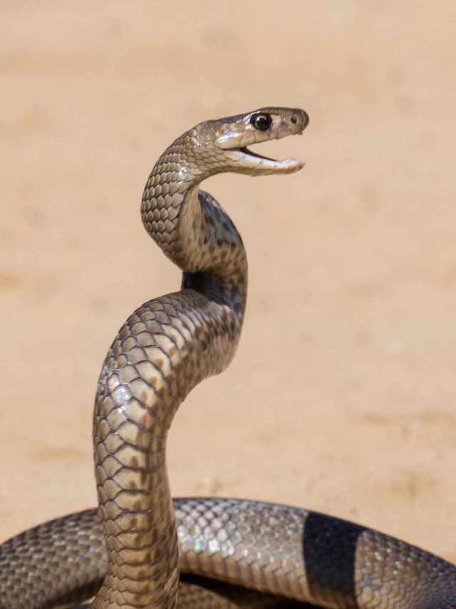 Nag Panchami 2023: Here’s How Different Parts Of India Celebrate It