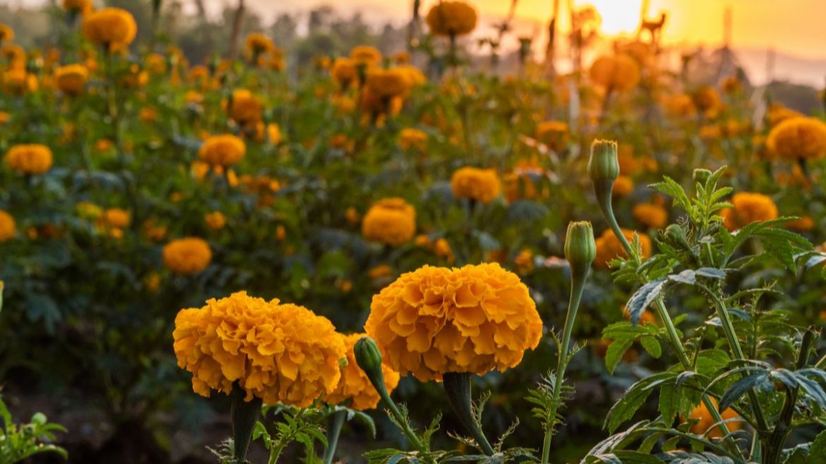 Tourists Head To Kerala's Kattakkada To Soak In The Beauty Of Marigold ...