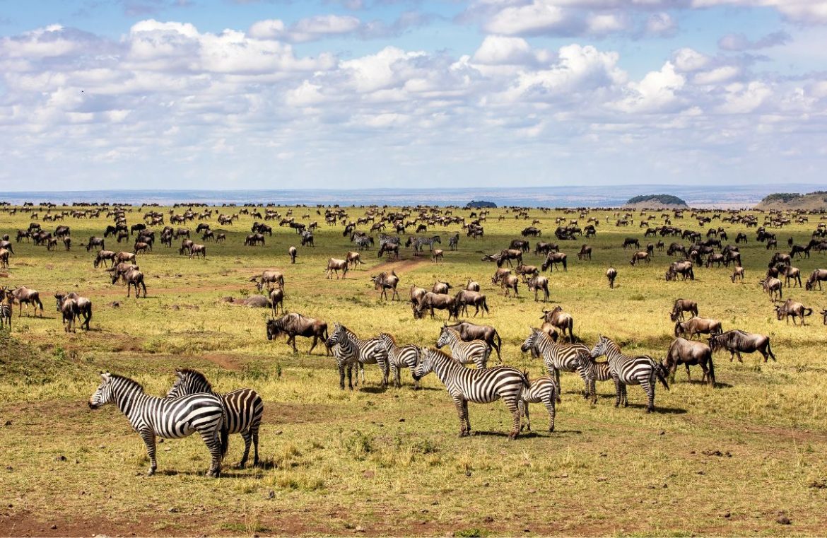 The Great Migration Of Kenya’s Masai Mara: Why Now Is The Best Time To ...