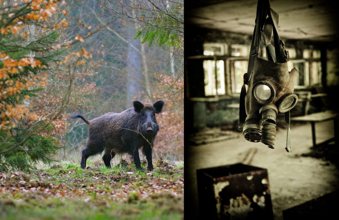 Germany’s Wild Pigs Are Radioactive; How Did The Chernobyl Disaster ...
