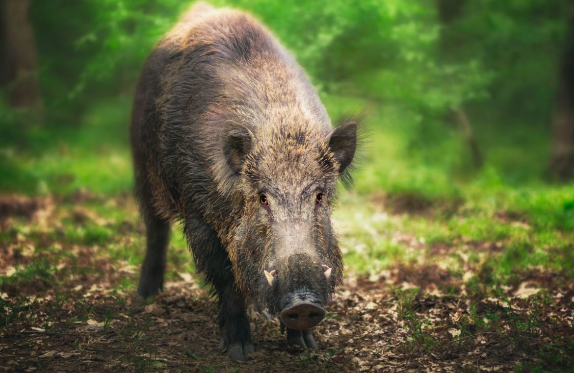 Germany’s Wild Pigs Are Radioactive; How Did The Chernobyl Disaster ...