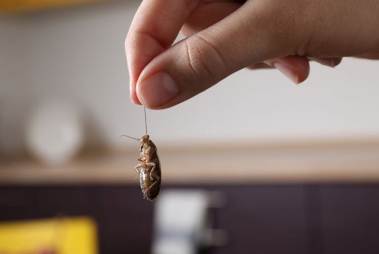 Cockroach Biryani Is A Regular Thing? 5 Times People Found Roaches In ...