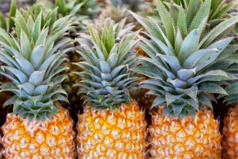 Queen Victoria Pineapple: What It Is, Its Cost, Benefits & All You Need ...