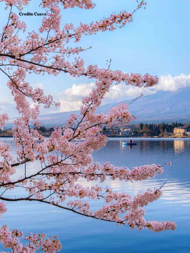 6 Places In India To Spot Cherry Blossoms & Paint Your Insta-Feed Pink