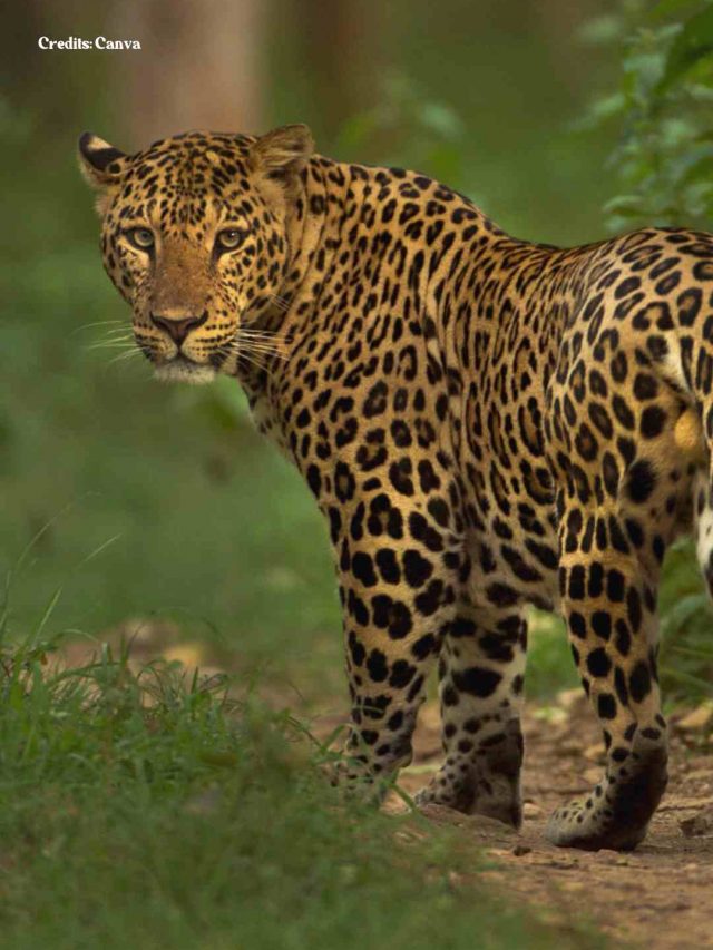 6 Best Places For Leopard Safaris In India