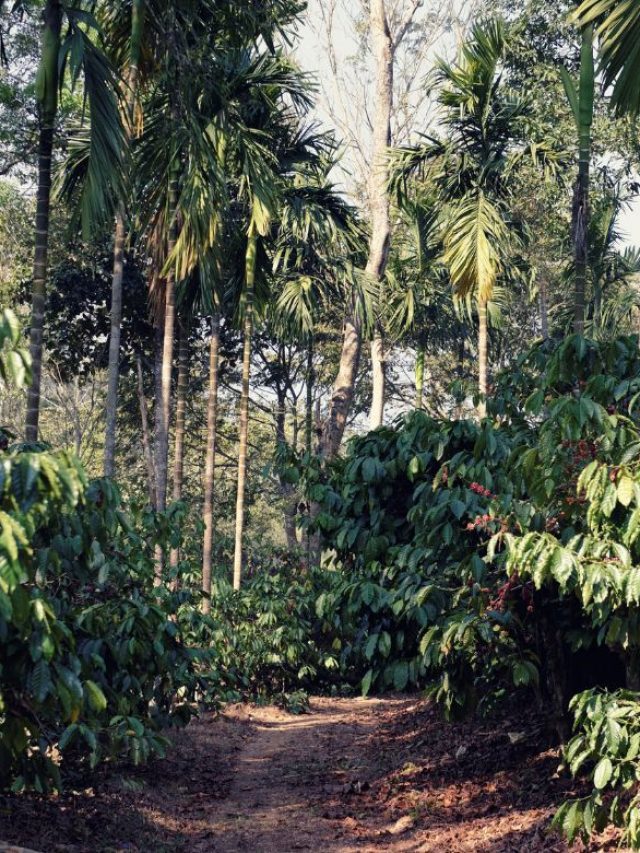 6 Reasons Why You Must Have A Coffee Estate Holiday Once In Your Life