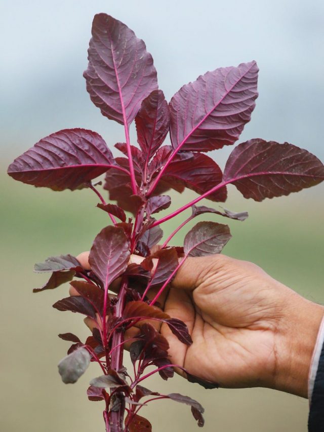 Recipe: Here's How To Make Delicious & Healthy Maharashtrian Lal Math Bhaji