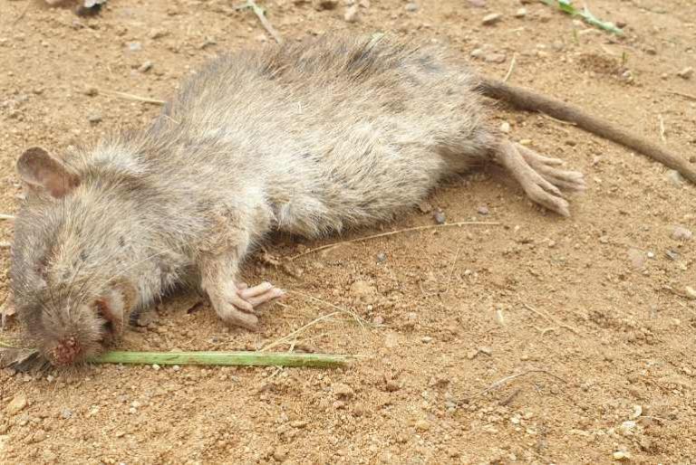 Dead Rat Found In Food Served To Police Deployed During Bengaluru Bandh ...