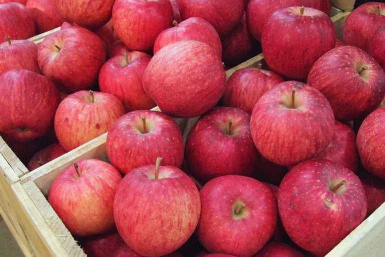 While World Is Going Crazy Over Apple iPhone 15, World's Most Expensive ...