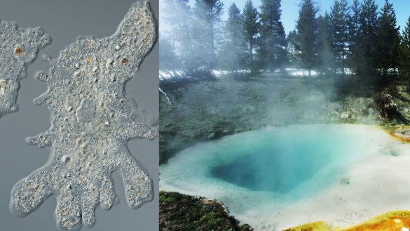 Travelling To Nevada? Now, Beware Of Brain-Eating Amoeba Present In Hot Springs!