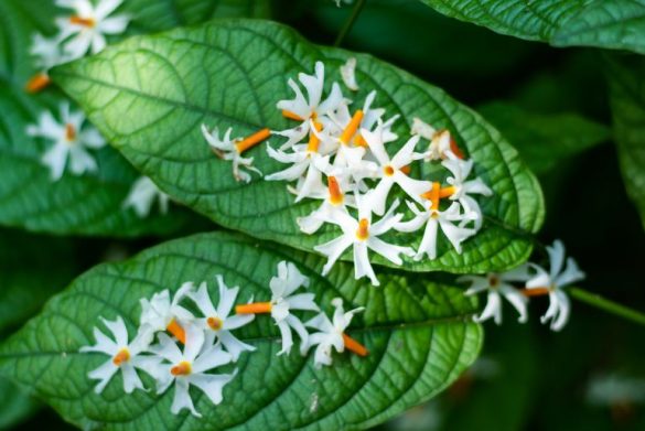 What Is The Significance Of Shiuli Phool In Durga Puja & What Other ...