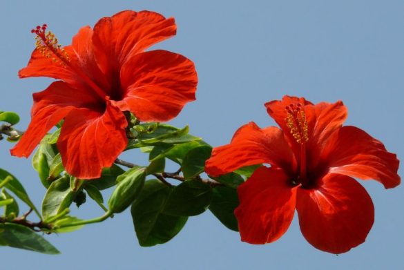 What Is The Significance Of Shiuli Phool In Durga Puja & What Other ...