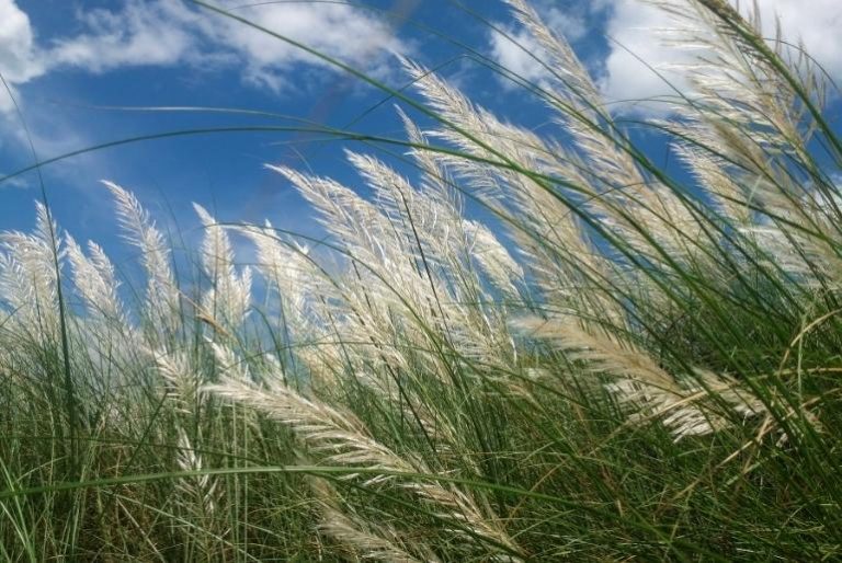 Kashful, The Wild Grass That Welcomes Goddess Durga To Earth For A ...